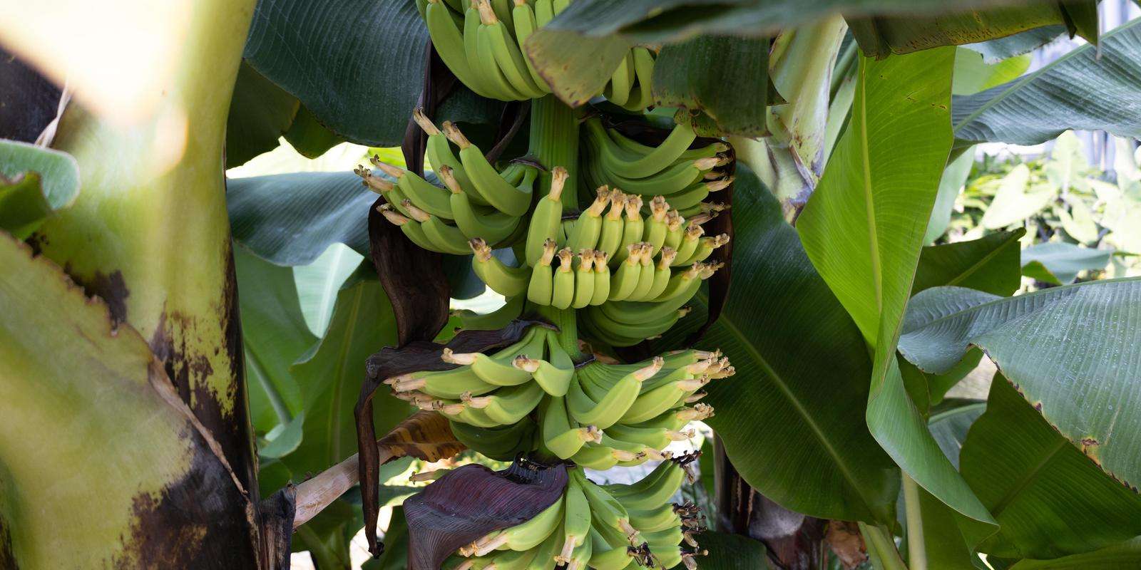 Indian G9 Banana Exporter | Cavendish Banana Exporter | Banana supplier ...